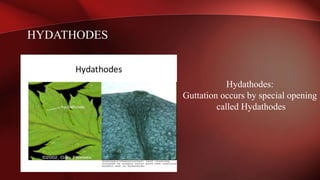 Chapter 1 homeostasis | PPT