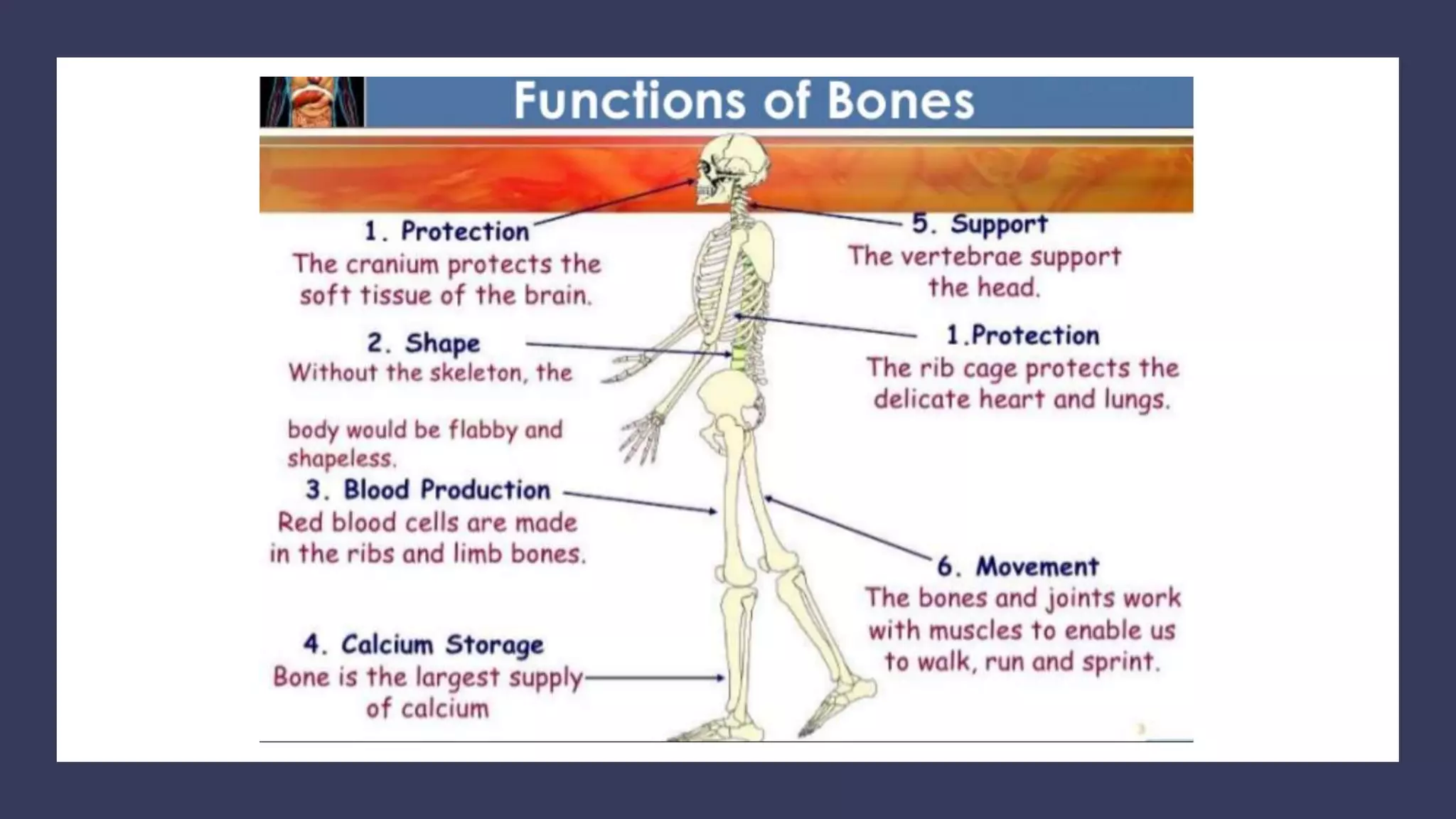 Chapter 1_Human Anatomy and Physiology - The Skeletal System.pptx