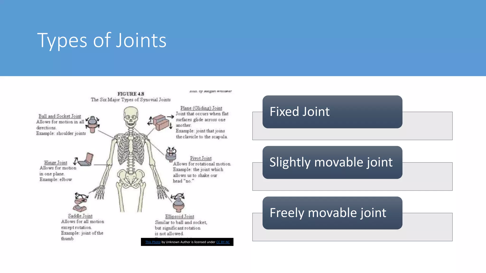 Chapter 1_Human Anatomy and Physiology - The Skeletal System.pptx ...