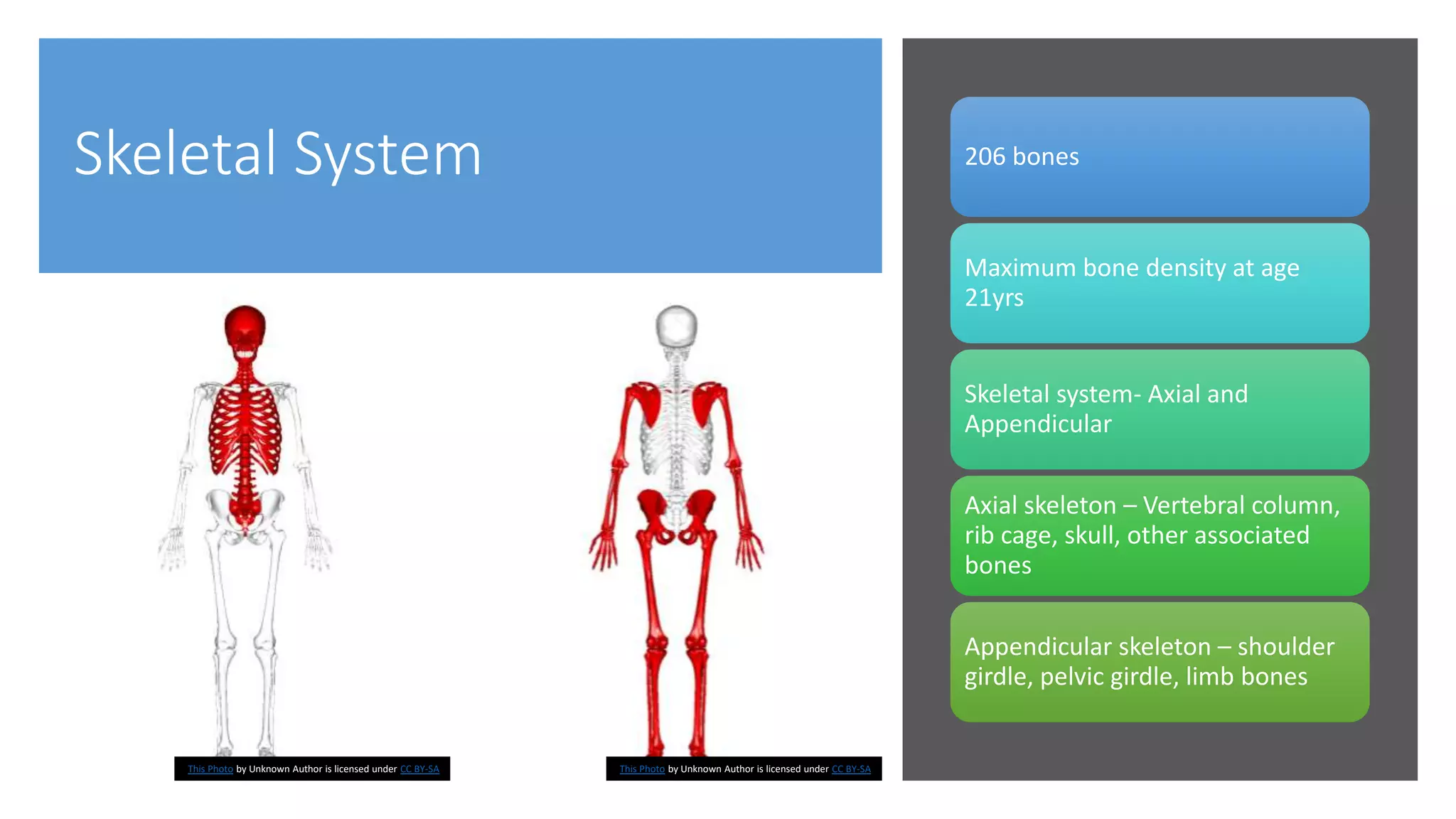 Chapter 1_Human Anatomy and Physiology - The Skeletal System.pptx