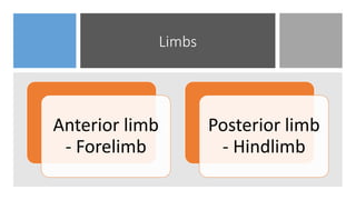 Chapter 1_Human Anatomy and Physiology - The Skeletal System.pptx