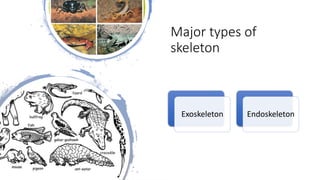 Chapter 1_Human Anatomy and Physiology - The Skeletal System.pptx