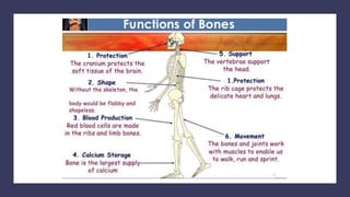 Chapter 1_Human Anatomy and Physiology - The Skeletal System.pptx
