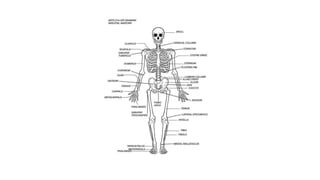 Chapter 1_Human Anatomy and Physiology - The Skeletal System.pptx