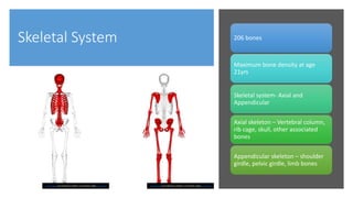 Chapter 1_Human Anatomy and Physiology - The Skeletal System.pptx