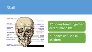 Chapter 1_Human Anatomy and Physiology - The Skeletal System.pptx