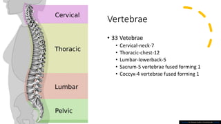 Chapter 1_Human Anatomy and Physiology - The Skeletal System.pptx