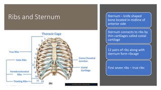 Chapter 1_Human Anatomy and Physiology - The Skeletal System.pptx