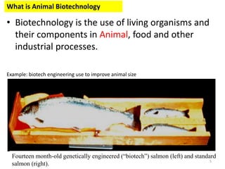 Introduction to Animal Biotechnology | PPTX