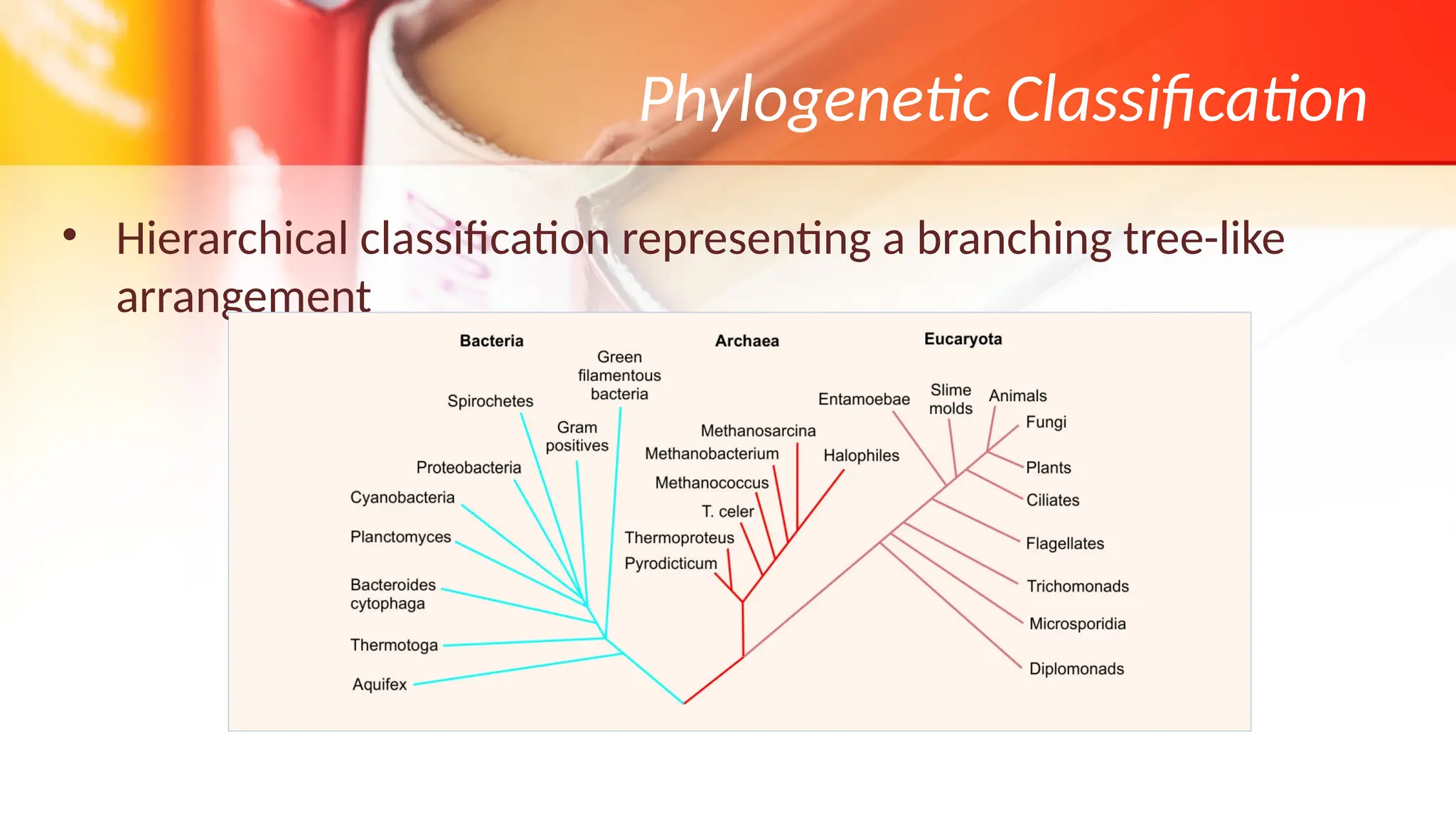 Chapter 1 Introduction and Bacterial taxonomy.pptx