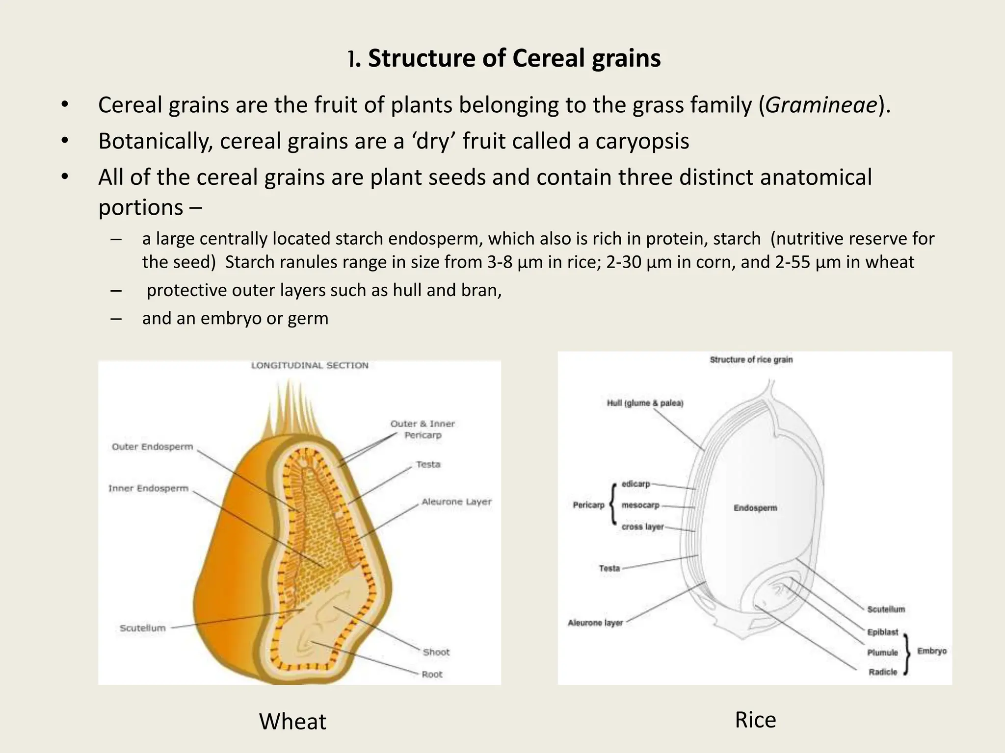 Chapter 1 Introduction to cereals, pulses and oilseeds.pptx