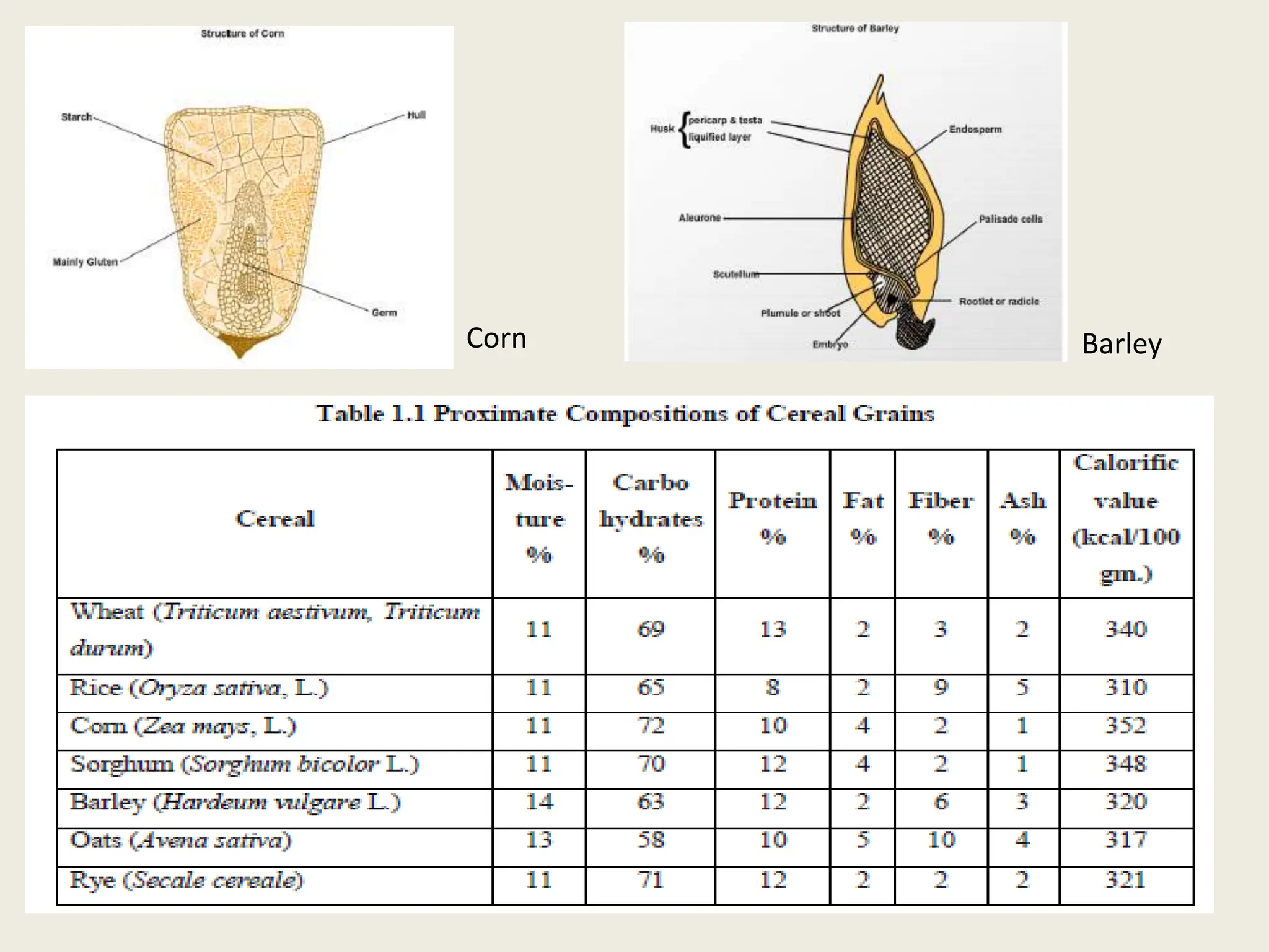 Chapter 1 Introduction to cereals, pulses and oilseeds.pptx