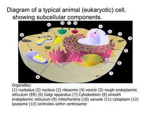 Chapter 1 Introduction to Molecular Biology.ppt