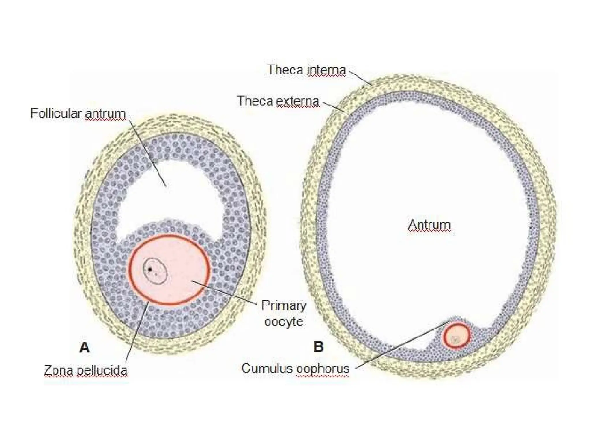 Introduction of Embryo and how it develop .pptx