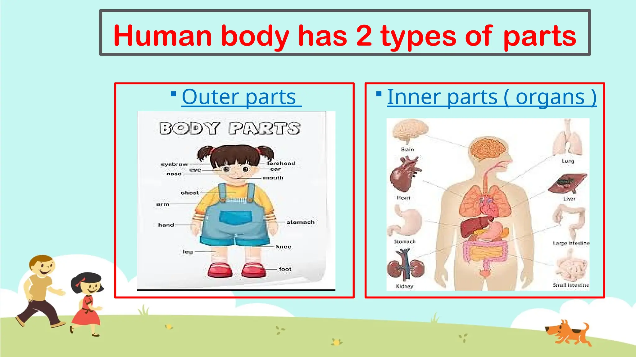 human body parts ( parts / functions).. | PPTX