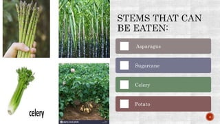 Edible parts of the plants | PPTX
