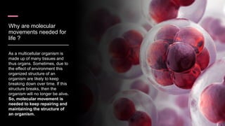 Chapter 1 Life processes (Class X) Usacademy.in