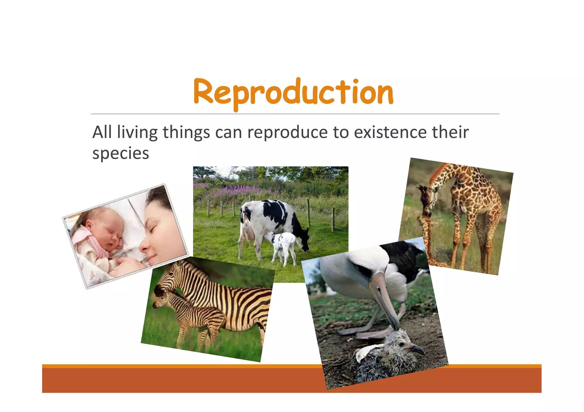 Chapter 1 living things | PDF