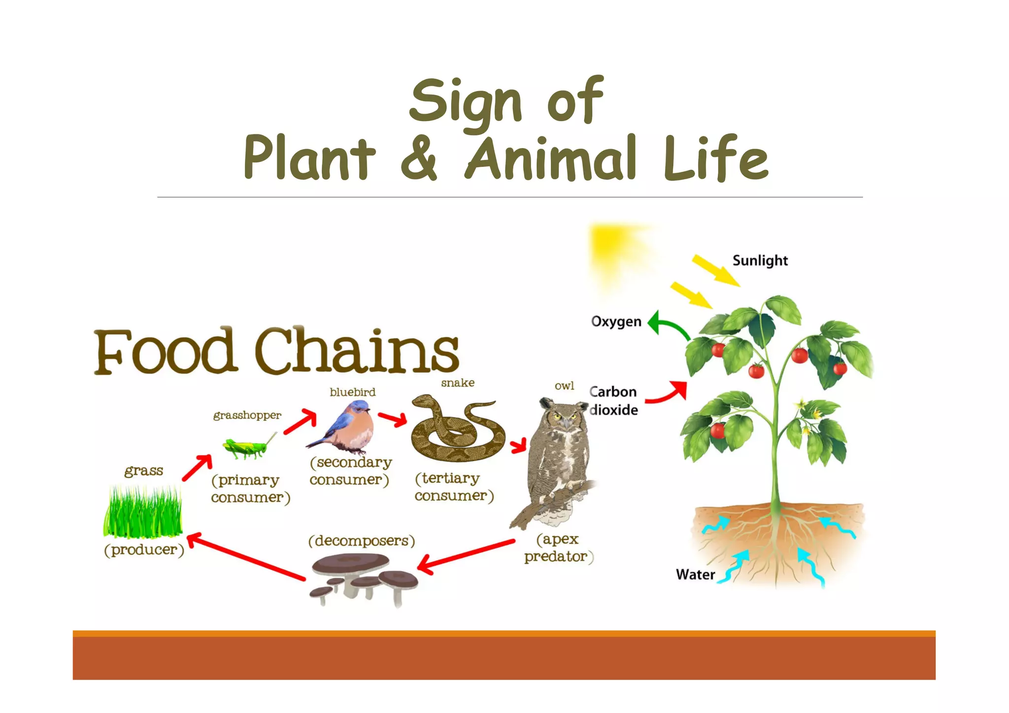 Chapter 1 living things | PDF