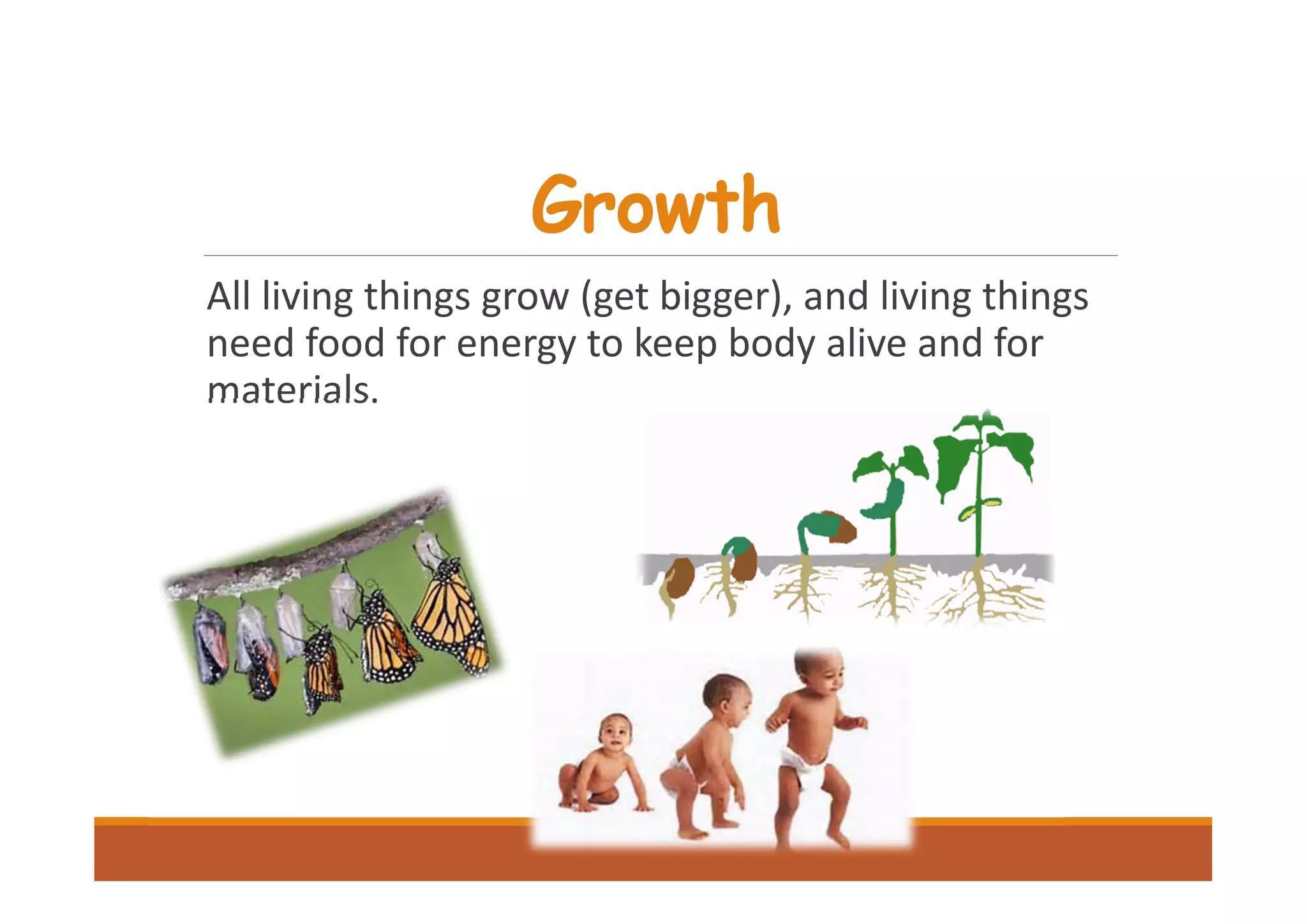 Chapter 1 living things | PDF