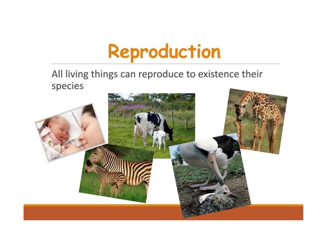 Chapter 1 living things | PDF