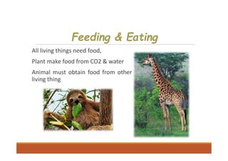 Chapter 1 living things | PDF