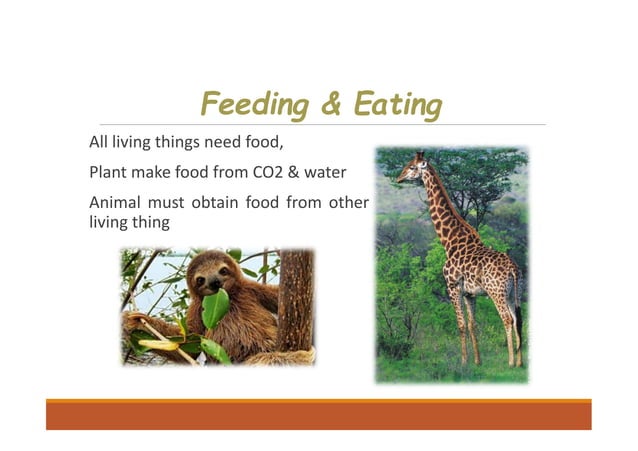 Chapter 1 living things | PDF