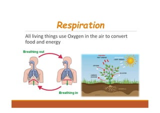 Chapter 1 living things | PDF