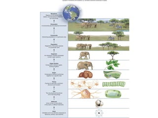 Bio 100 Chapter 1 | PPT | Gardening | Home & Garden