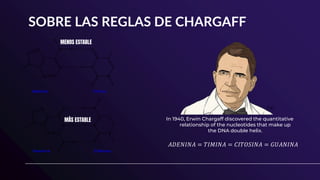 CHAPTER 1 NUCLEIC ACID STRUCTURE AND ORGANIZATION.pptx