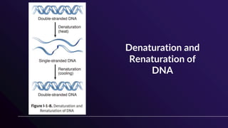 CHAPTER 1 NUCLEIC ACID STRUCTURE AND ORGANIZATION.pptx