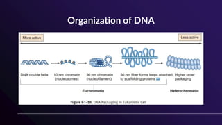 CHAPTER 1 NUCLEIC ACID STRUCTURE AND ORGANIZATION.pptx