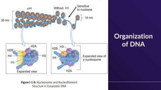 CHAPTER 1 NUCLEIC ACID STRUCTURE AND ORGANIZATION.pptx