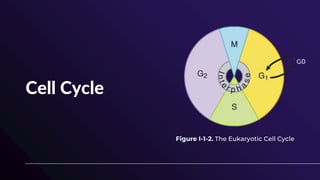 CHAPTER 1 NUCLEIC ACID STRUCTURE AND ORGANIZATION.pptx
