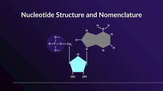 CHAPTER 1 NUCLEIC ACID STRUCTURE AND ORGANIZATION.pptx