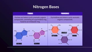 CHAPTER 1 NUCLEIC ACID STRUCTURE AND ORGANIZATION.pptx