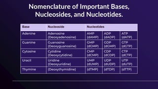 CHAPTER 1 NUCLEIC ACID STRUCTURE AND ORGANIZATION.pptx