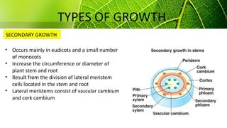 (Chapter 1) Organisation of Plant Tissue and Growth.pptx