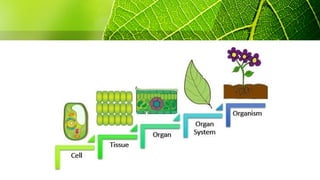 (Chapter 1) Organisation of Plant Tissue and Growth.pptx