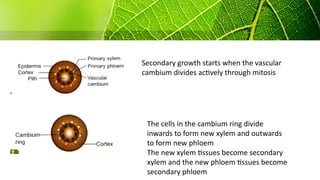 (Chapter 1) Organisation of Plant Tissue and Growth.pptx