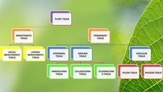 (Chapter 1) Organisation of Plant Tissue and Growth.pptx