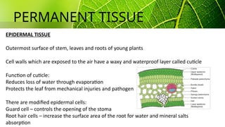 (Chapter 1) Organisation of Plant Tissue and Growth.pptx