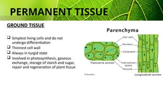 (Chapter 1) Organisation of Plant Tissue and Growth.pptx