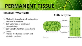 (Chapter 1) Organisation of Plant Tissue and Growth.pptx