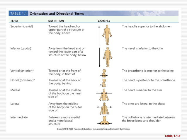 Chapter 1--Organization and General Plan of the Body | PPT