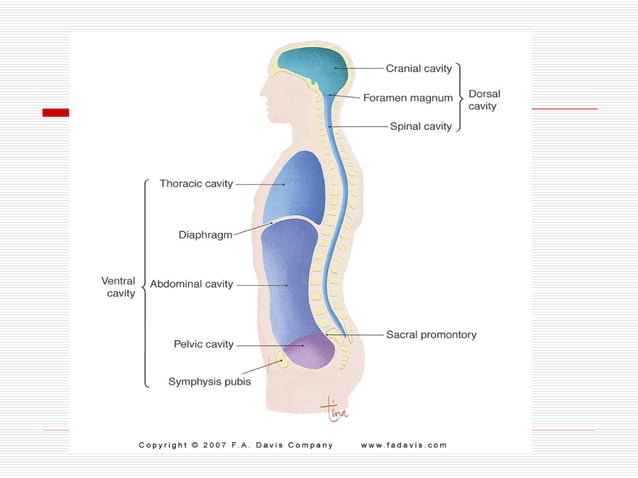 Chapter 1--Organization and General Plan of the Body | PPT