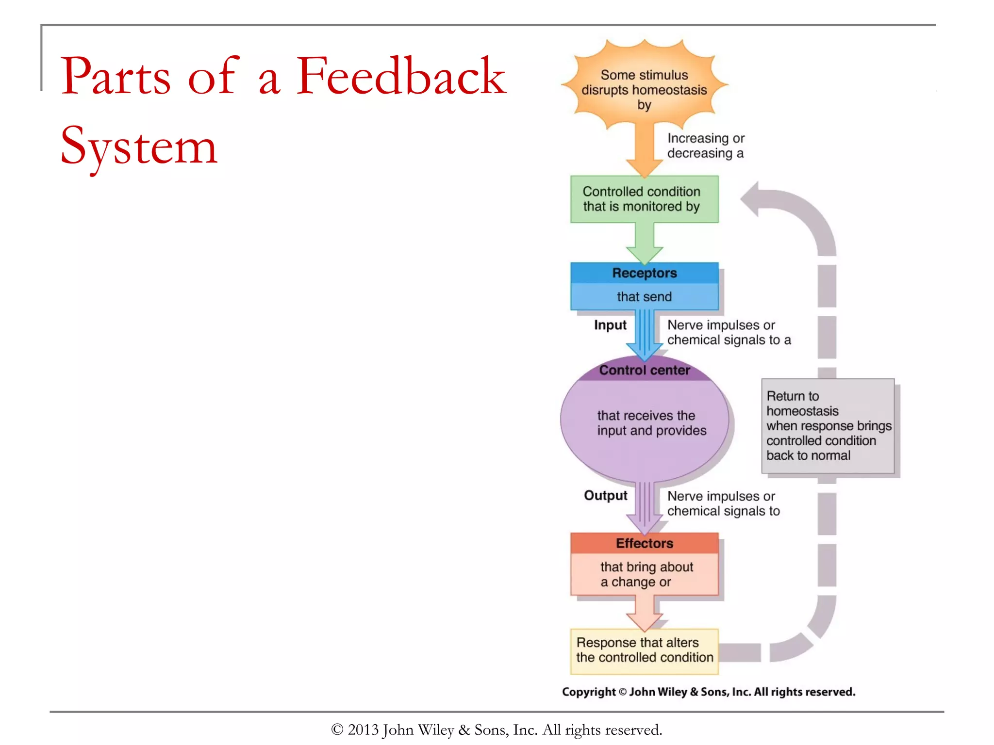 Chapter 1 organization of the human body | PPT