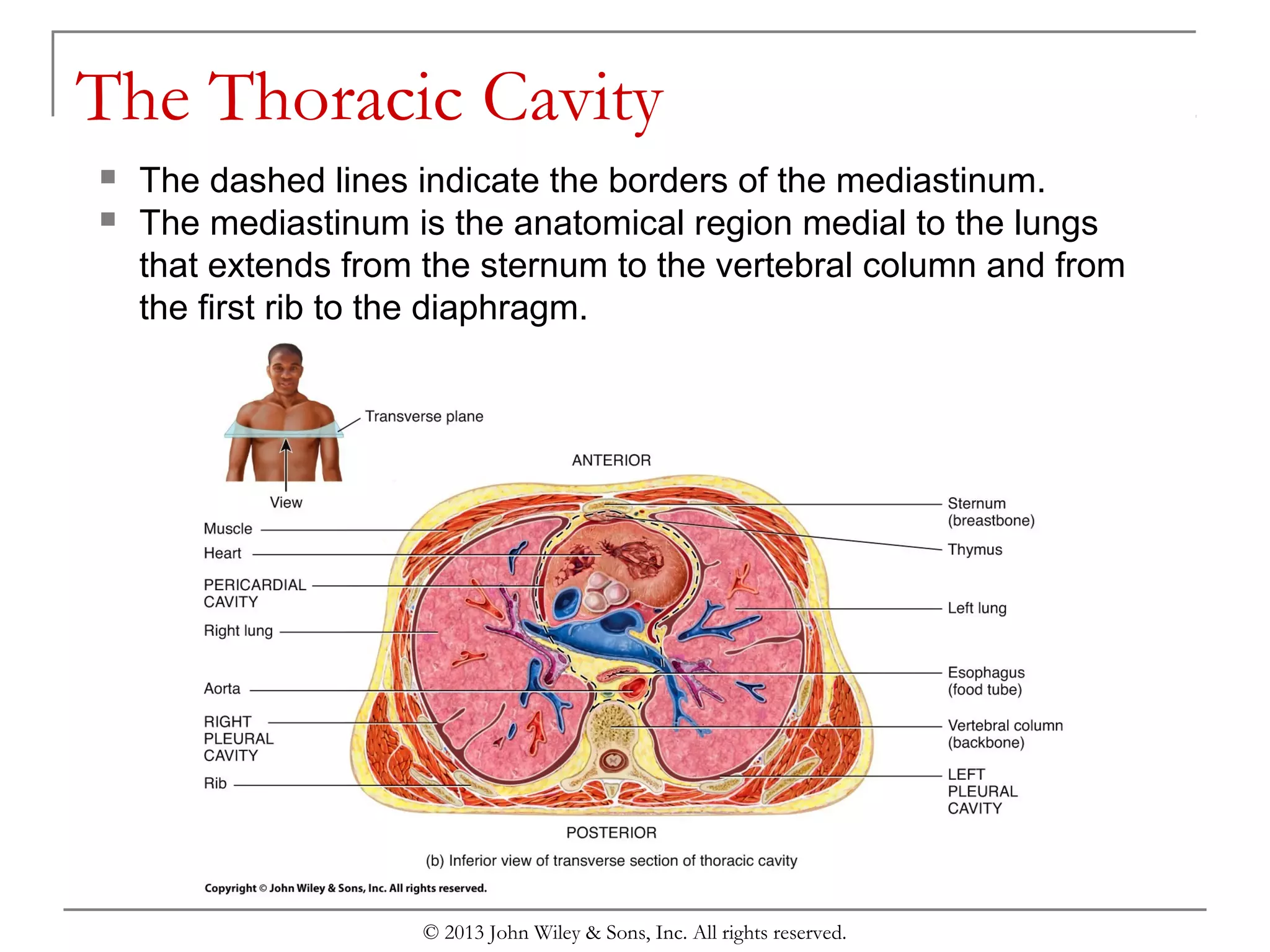 Chapter 1 organization of the human body | PPT