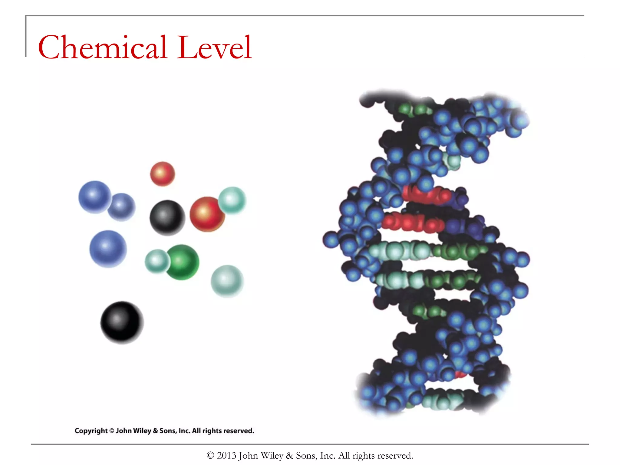 Chapter 1 organization of the human body | PPT