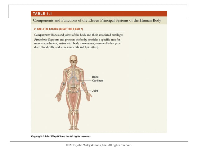 Chapter 1 organization of the human body | PPT